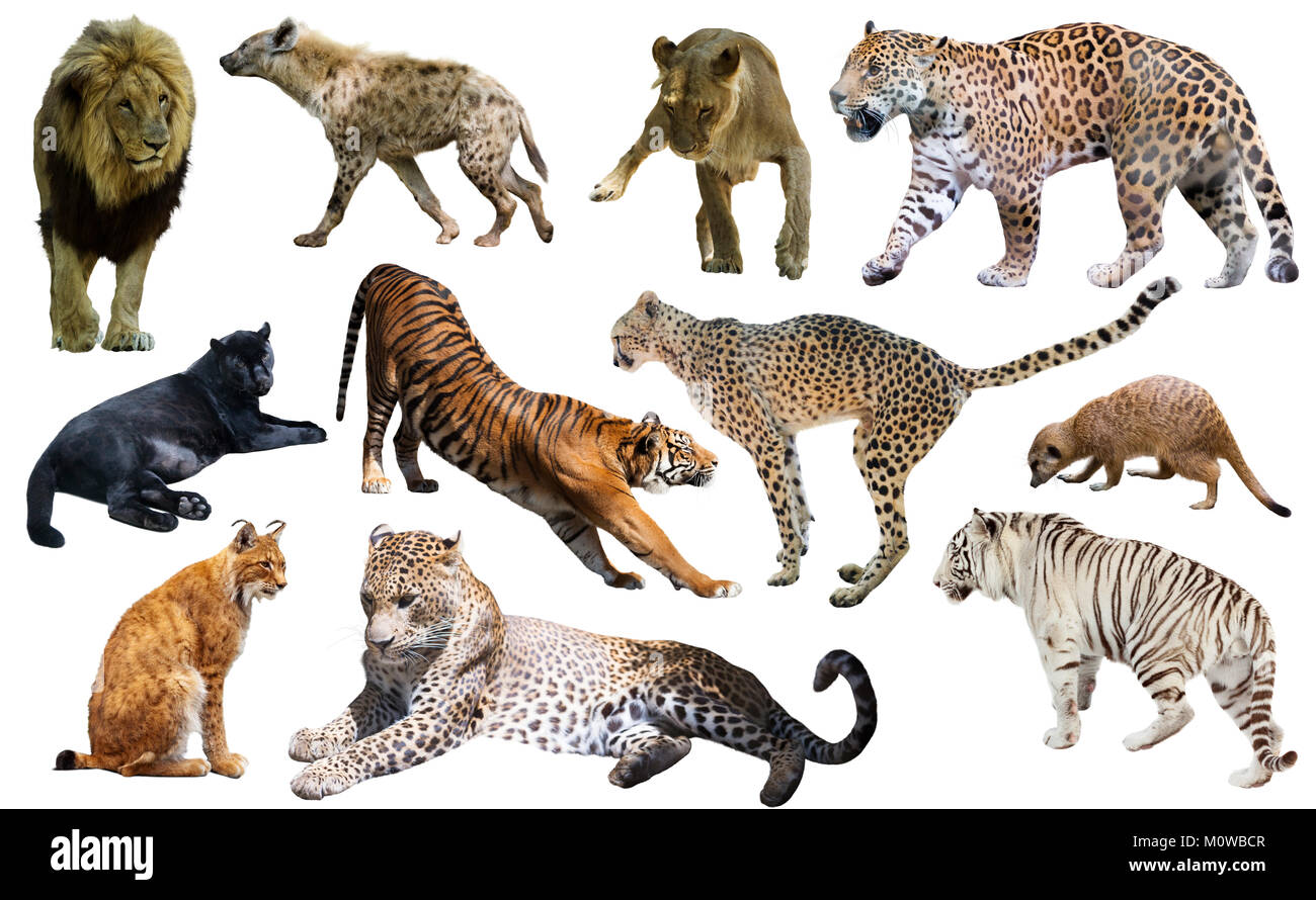 Bosque De Animales Limpios Depredador