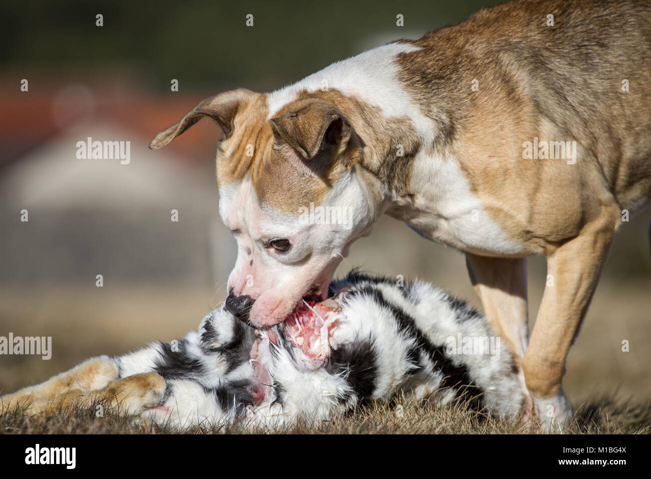 Puedo Alimentar A Mi Perro Con Conejo Crudo