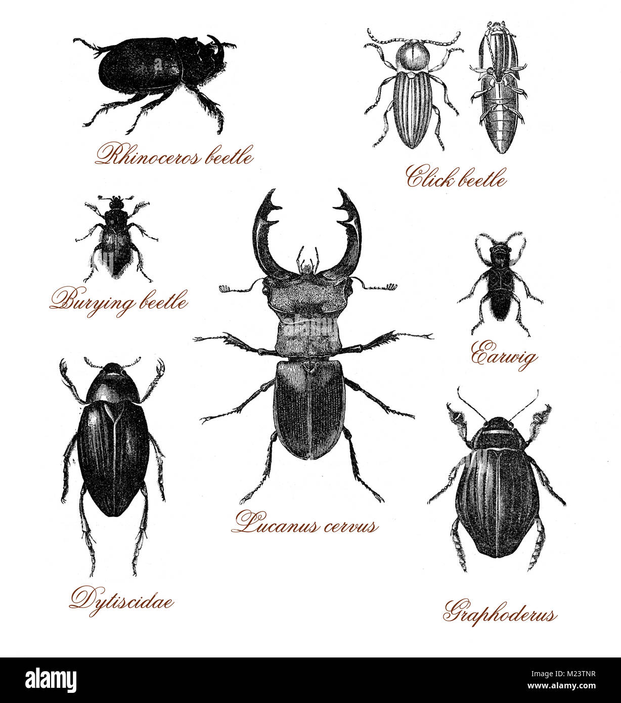 Tipos De Escarabajos