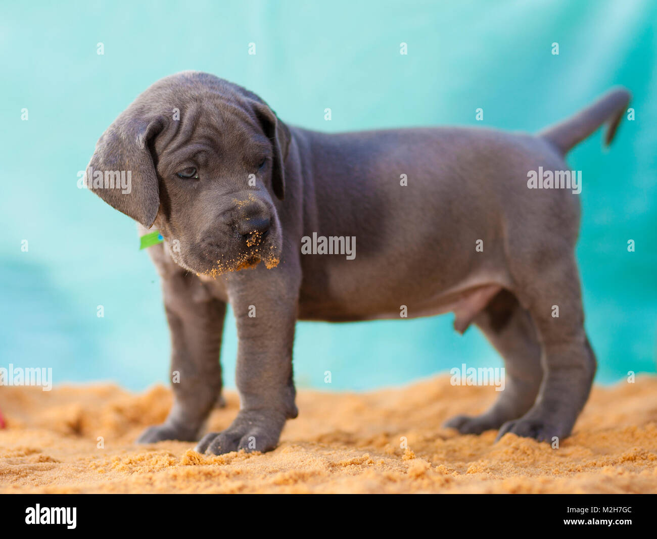 Gran Danes Cachorro Azul