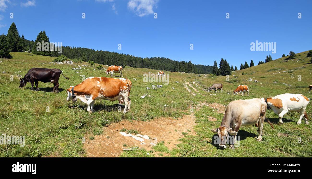 Vacas Gordas Y Feas
