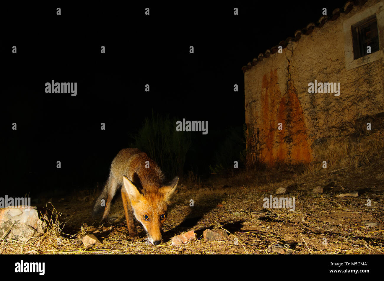 Zorro astuto fotografías e imágenes de alta resolución - Alamy