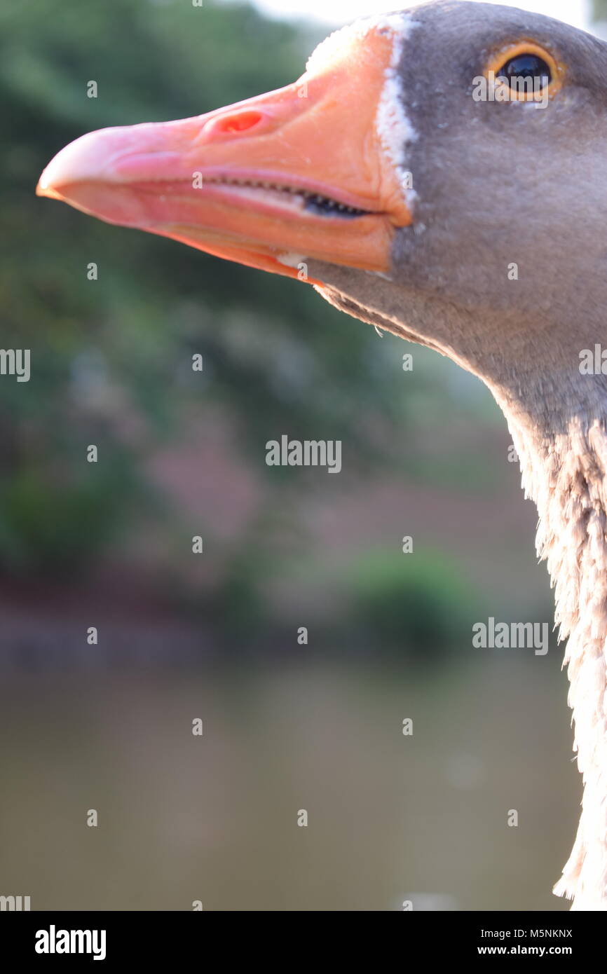Pico pato fotografías e imágenes de alta resolución - Alamy