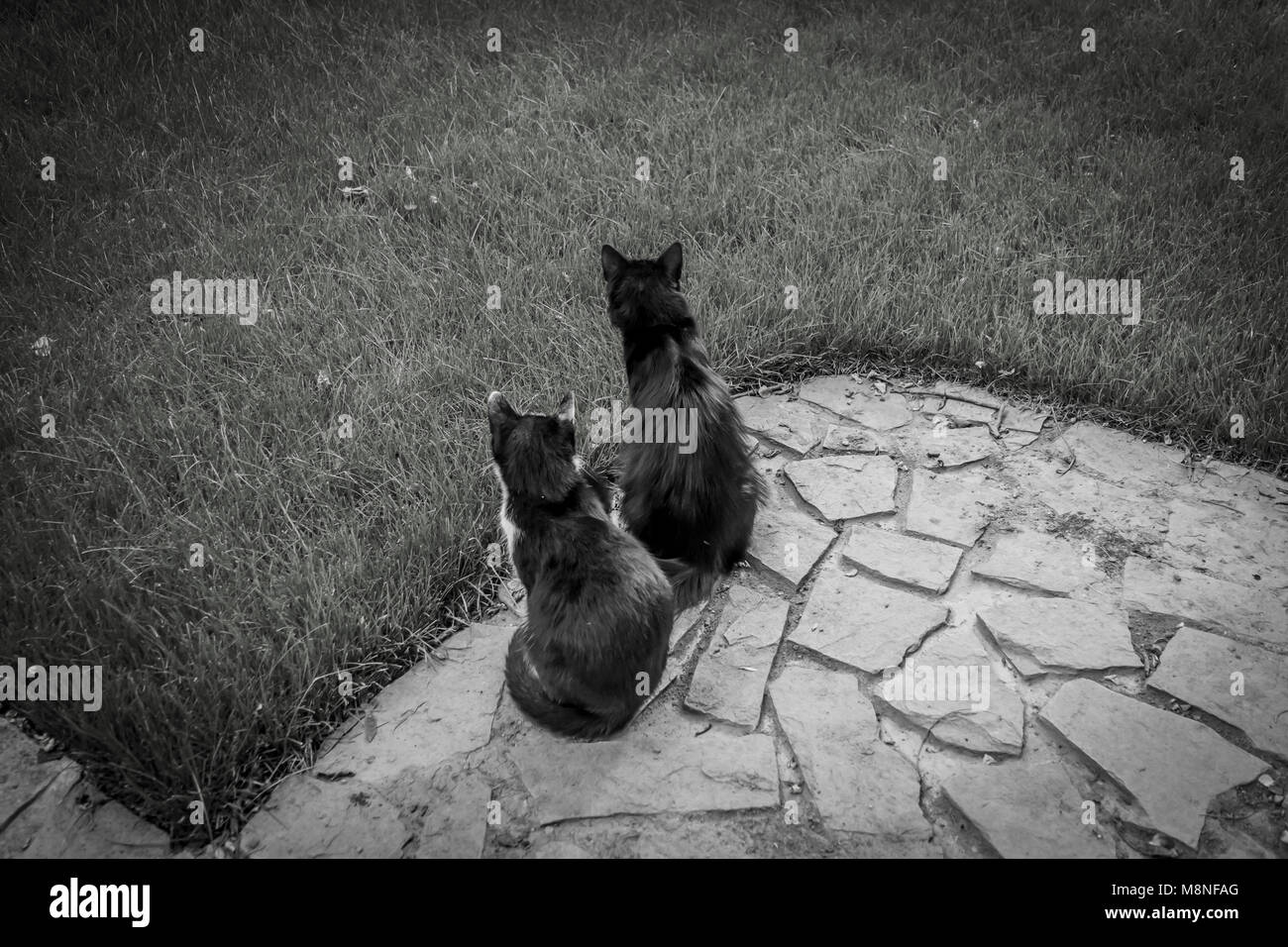 Dos Gatos Curiosos Sentados Uno Al Lado Del Otro En El Jardín En
