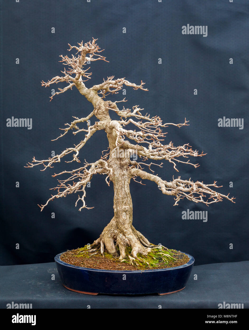 Árbol Bonsai Fotos e Imágenes de stock - Alamy