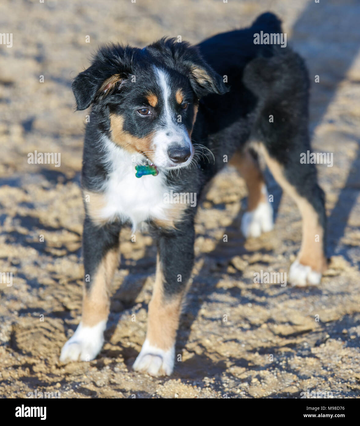 Son Mini Pastores Australianos Cariñosos