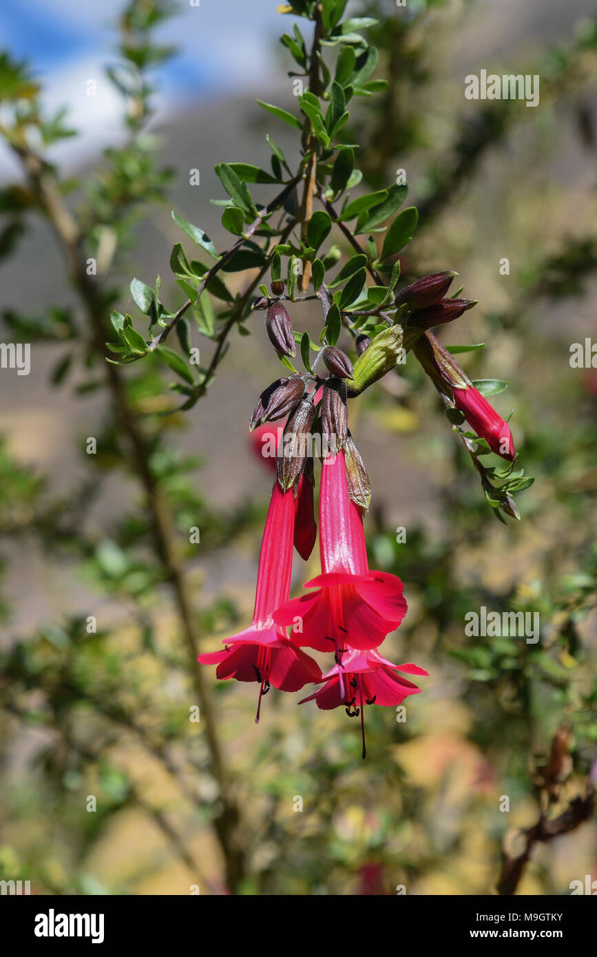 Orquideas peruanas fotografías e imágenes de alta resolución - Alamy