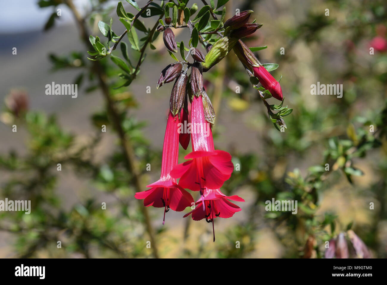 Orquideas peruanas fotografías e imágenes de alta resolución - Alamy