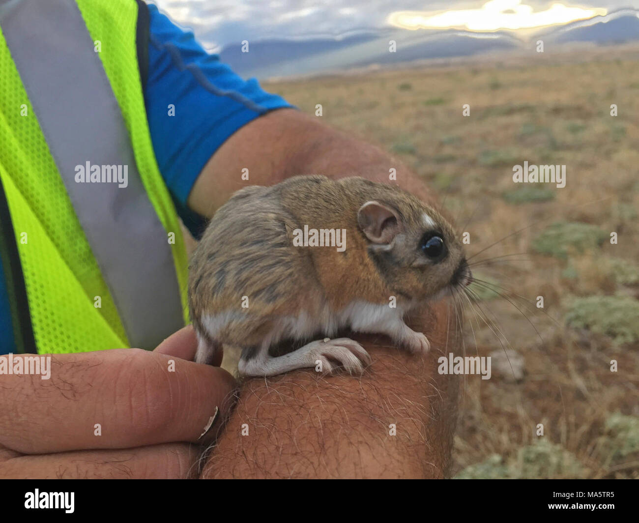Kangaroo Rats Endangeredkangaroo As