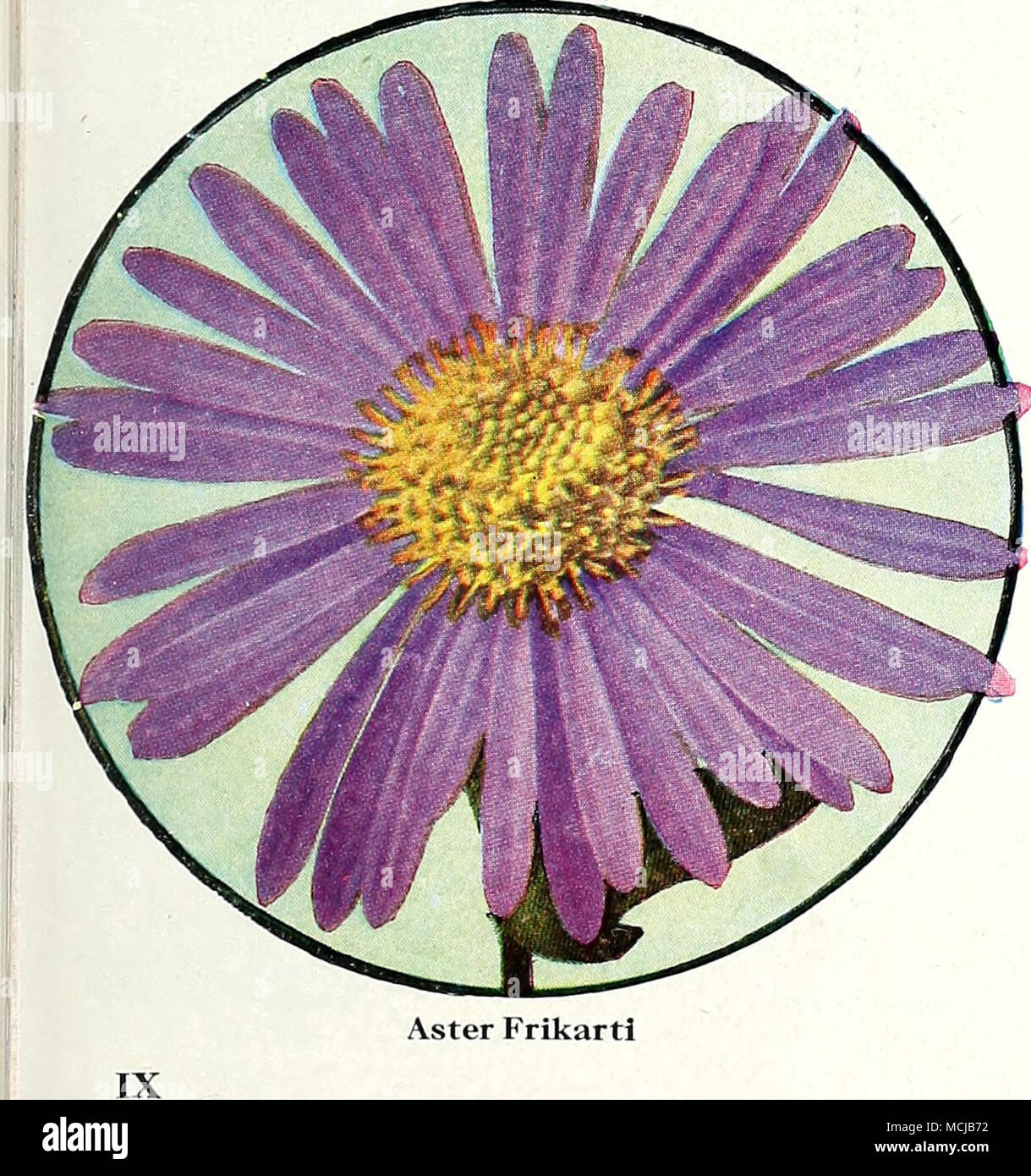 Planta De Verbena Rastrera