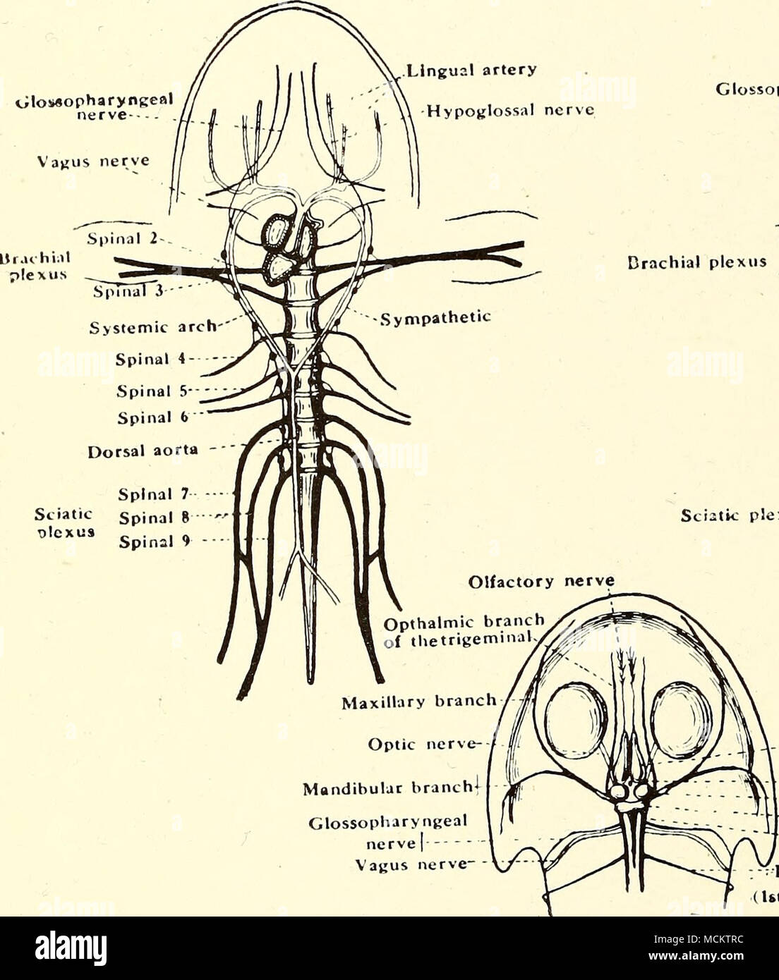 Arteria Lingual Hiogloso