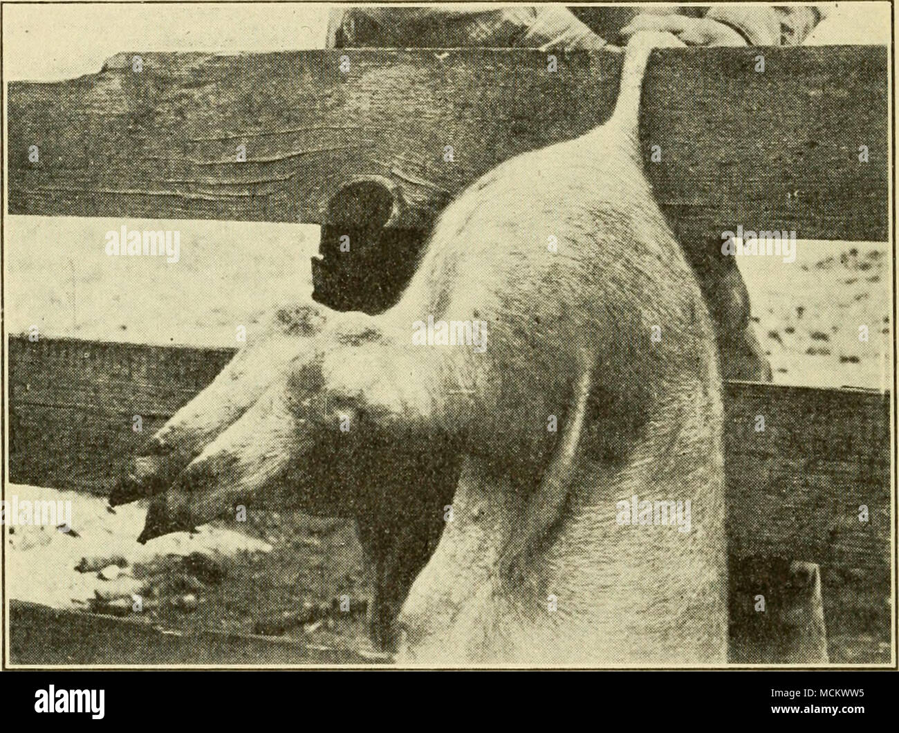 Los Corvejones De Cerdo Son Buenos Para Los Perros