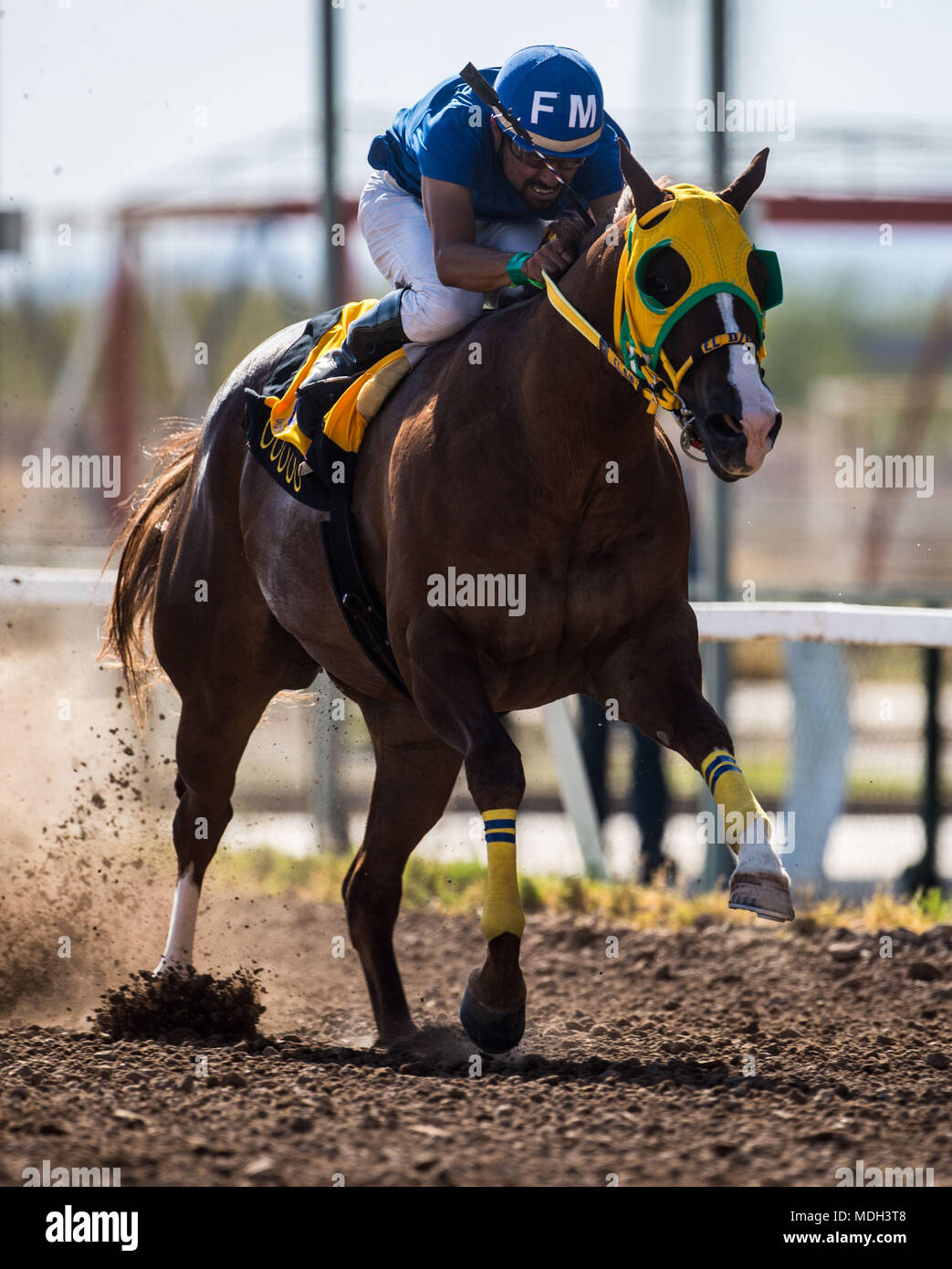 Caballos De Carreras Mexicanos