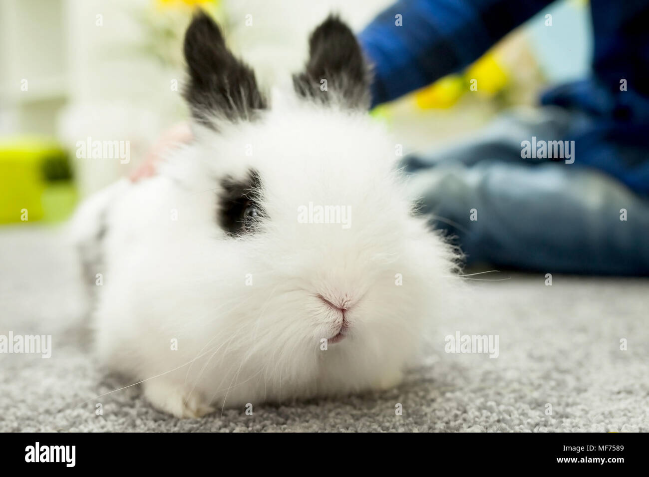 Enano Hotot Orejas Negras