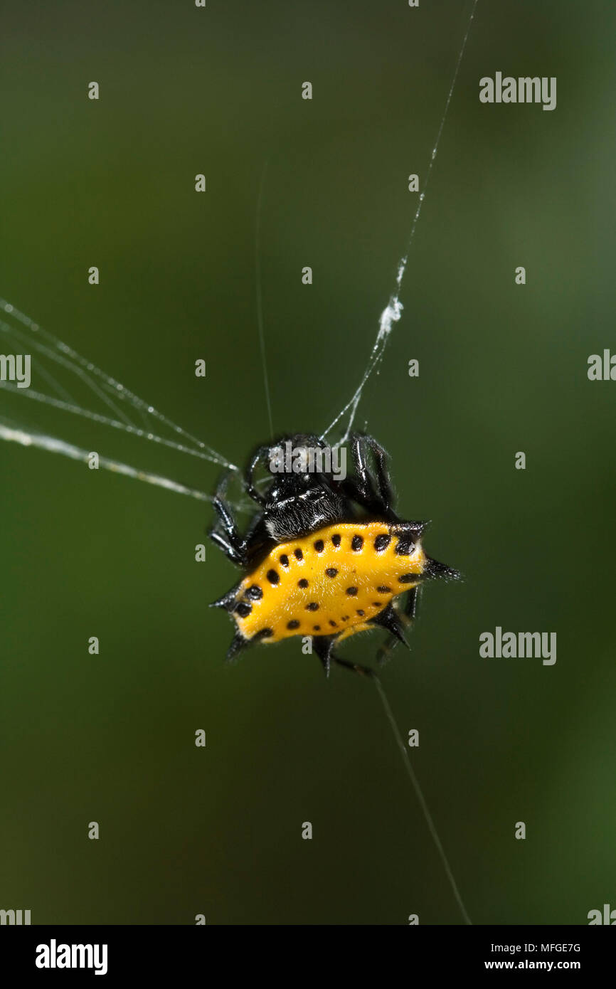 Spider Gasteracantha Sp Fotos e Imágenes de stock - Alamy