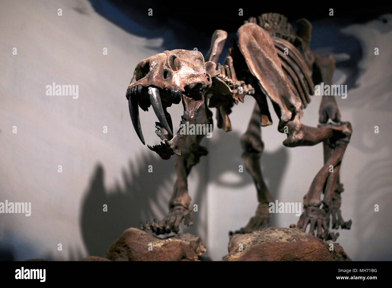 Tigre Dientes De Sable El Esqueleto Fósil Los Fósiles Smilodon
