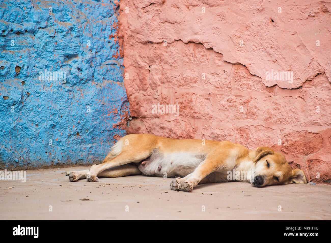 De Que Raza Son Los Perros Callejeros En La India