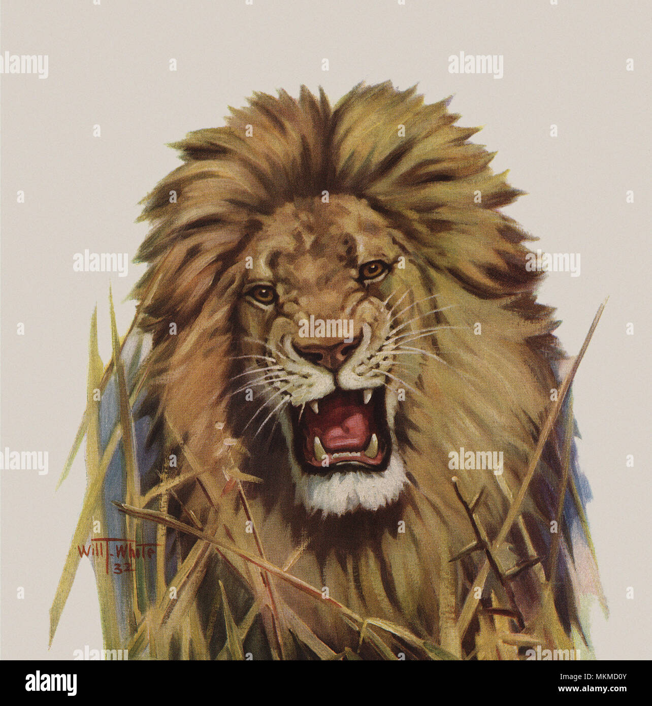 Leon Rugiendo Dibujo