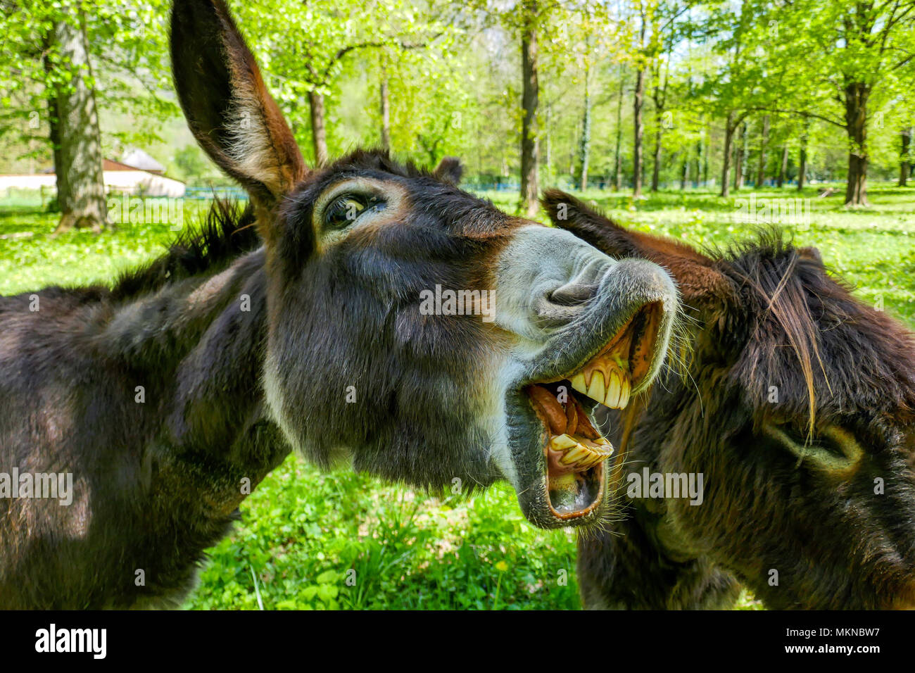 Dentes De Cara De Burro