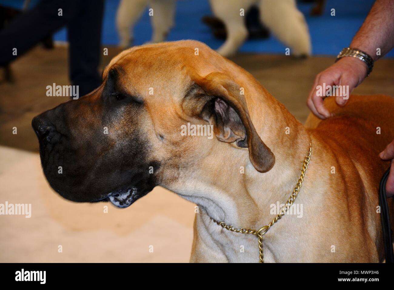 Show de perros fotografías e imágenes de alta resolución - Alamy