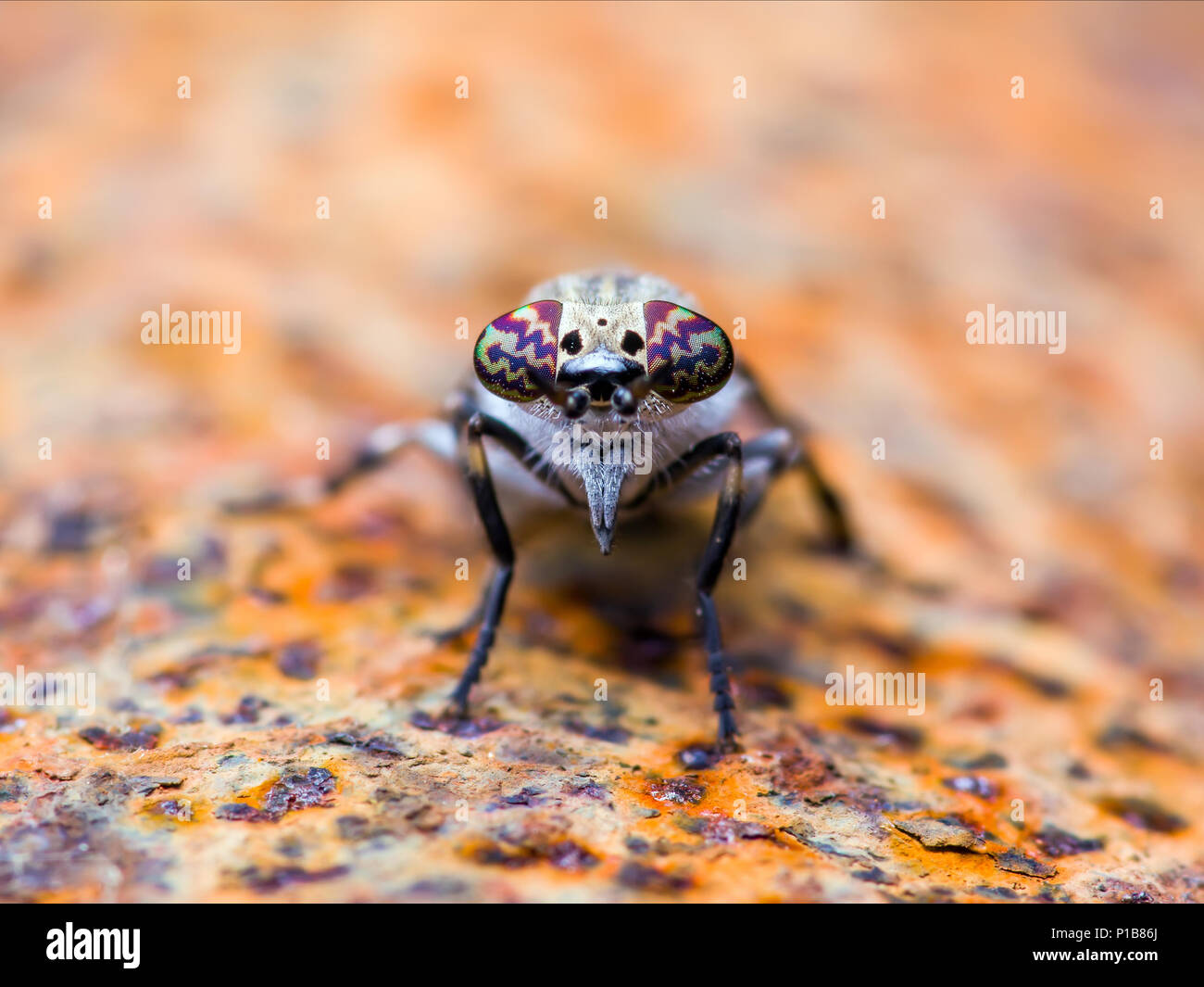 Picadura de mosca de caballo fotografías e imágenes de alta resolución ...
