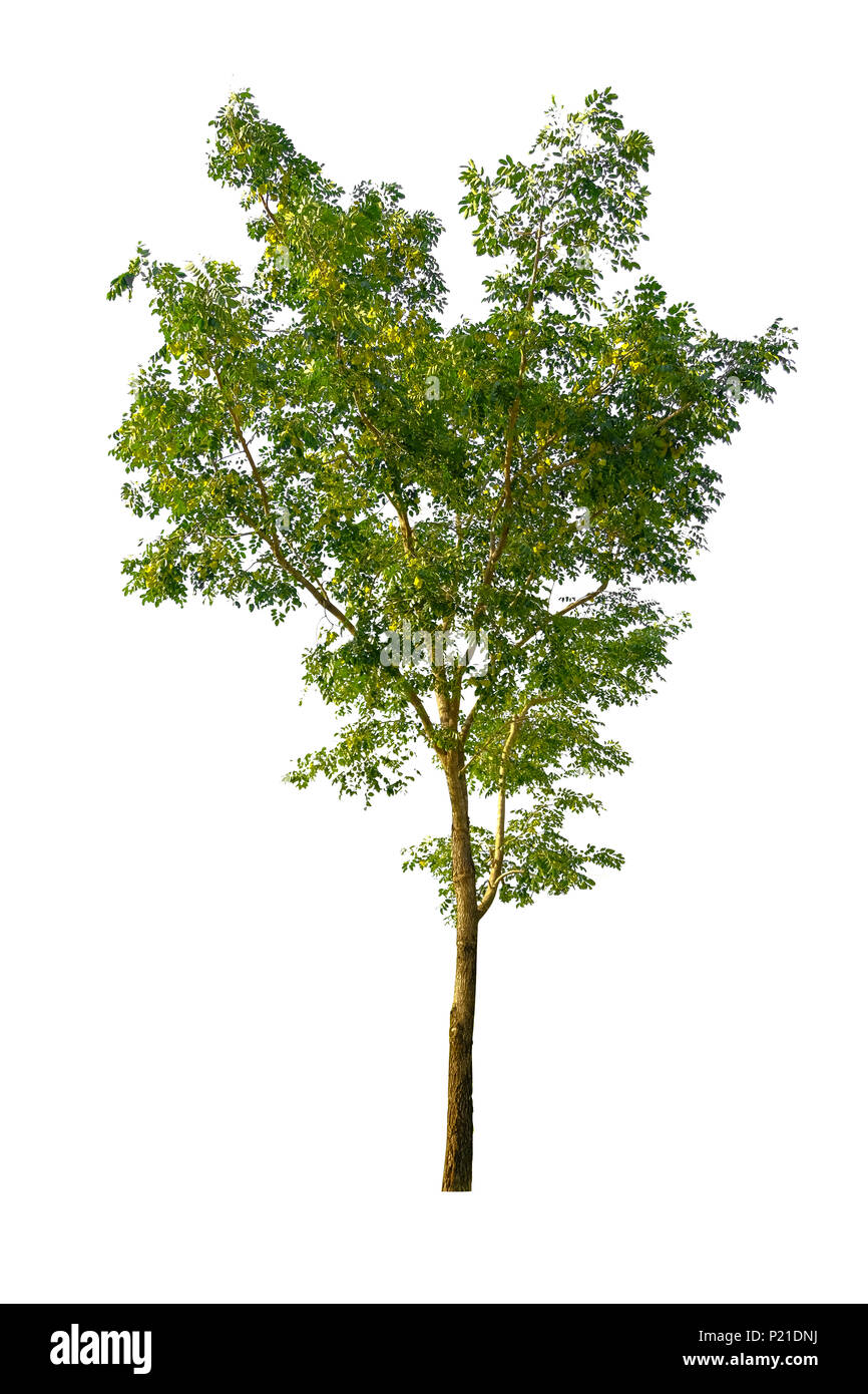 Hd Arbol Fondo Blanco