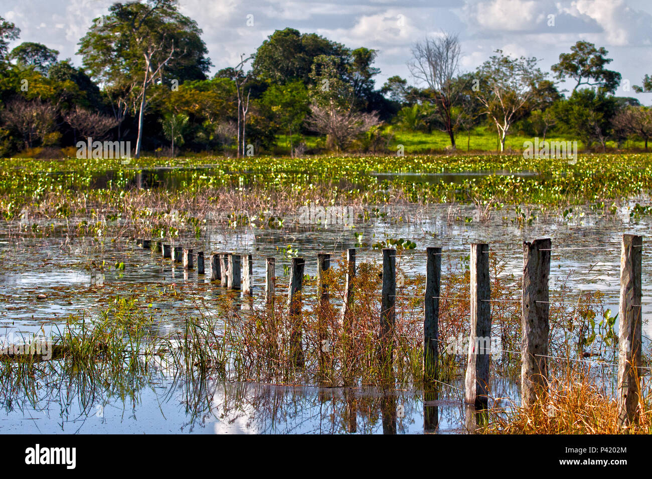 Cheia No Pantanal Fotografías E Imágenes De Alta Resolución Alamy