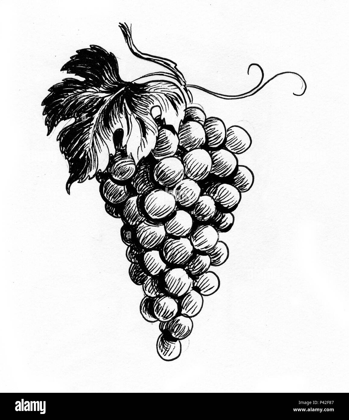 Clip Art De Uvas En Blanco Y Negro