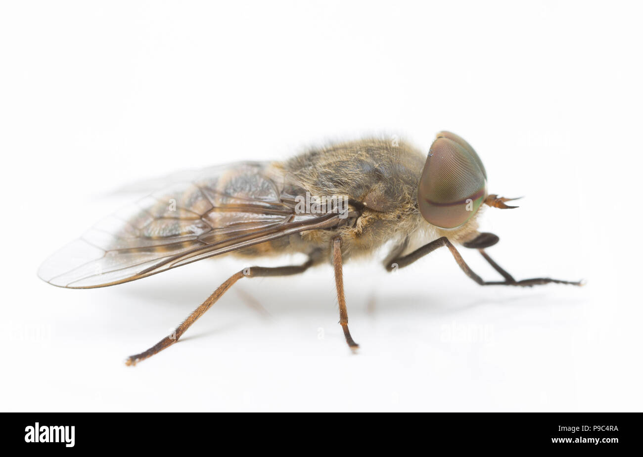 Picadura de mosca de caballo fotografías e imágenes de alta resolución ...