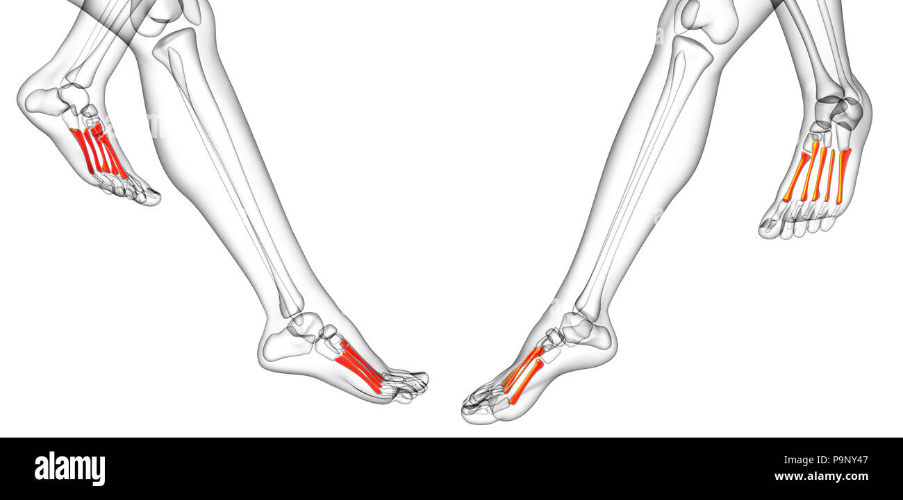Metatarsus bone fotografías e imágenes de alta resolución - Alamy