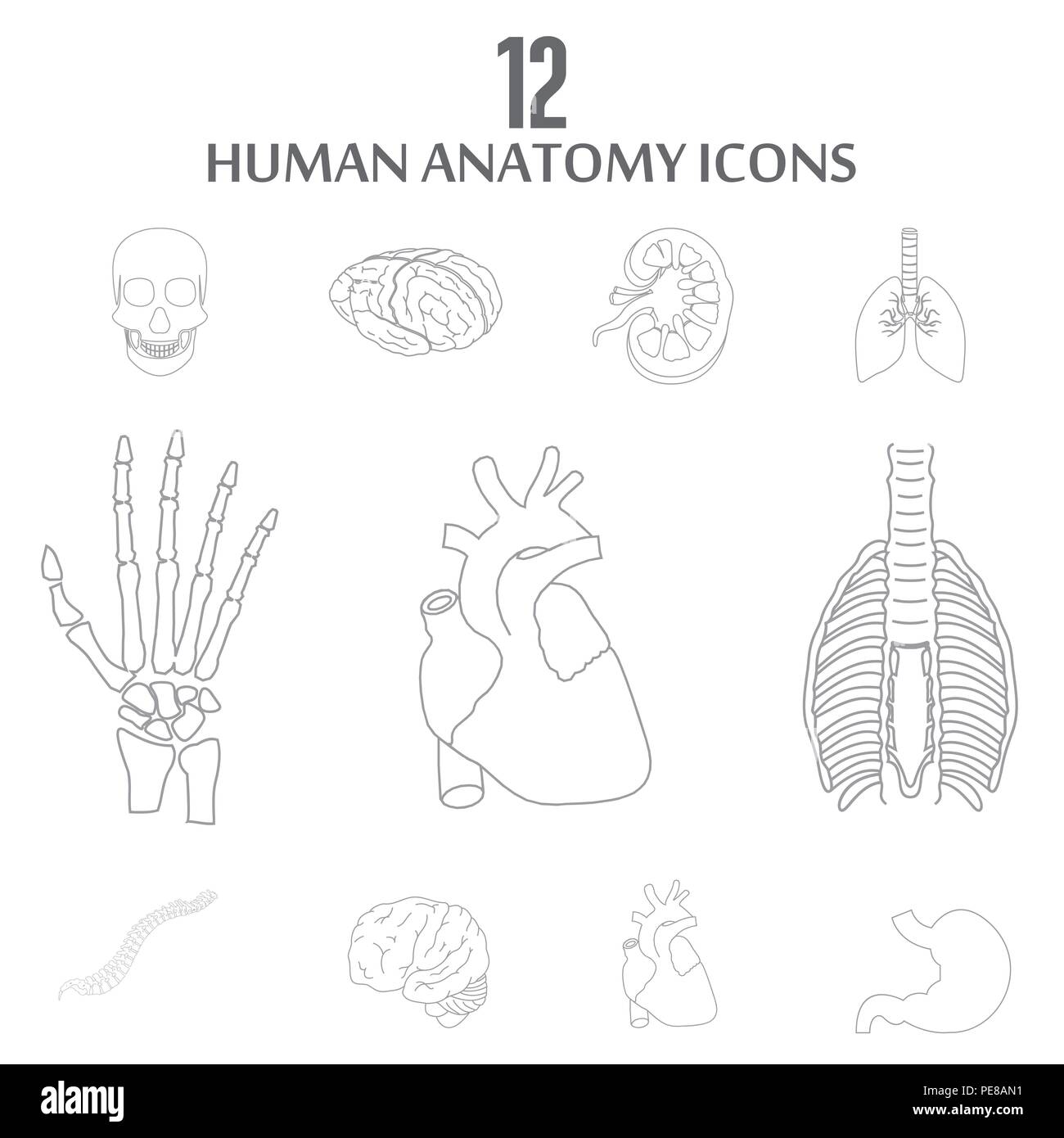 Anatomía Humana vector conjunto de iconos Imagen Vector de stock - Alamy Anatomía Humana vector conjunto de iconos Imagen Vector de stock - Alamy