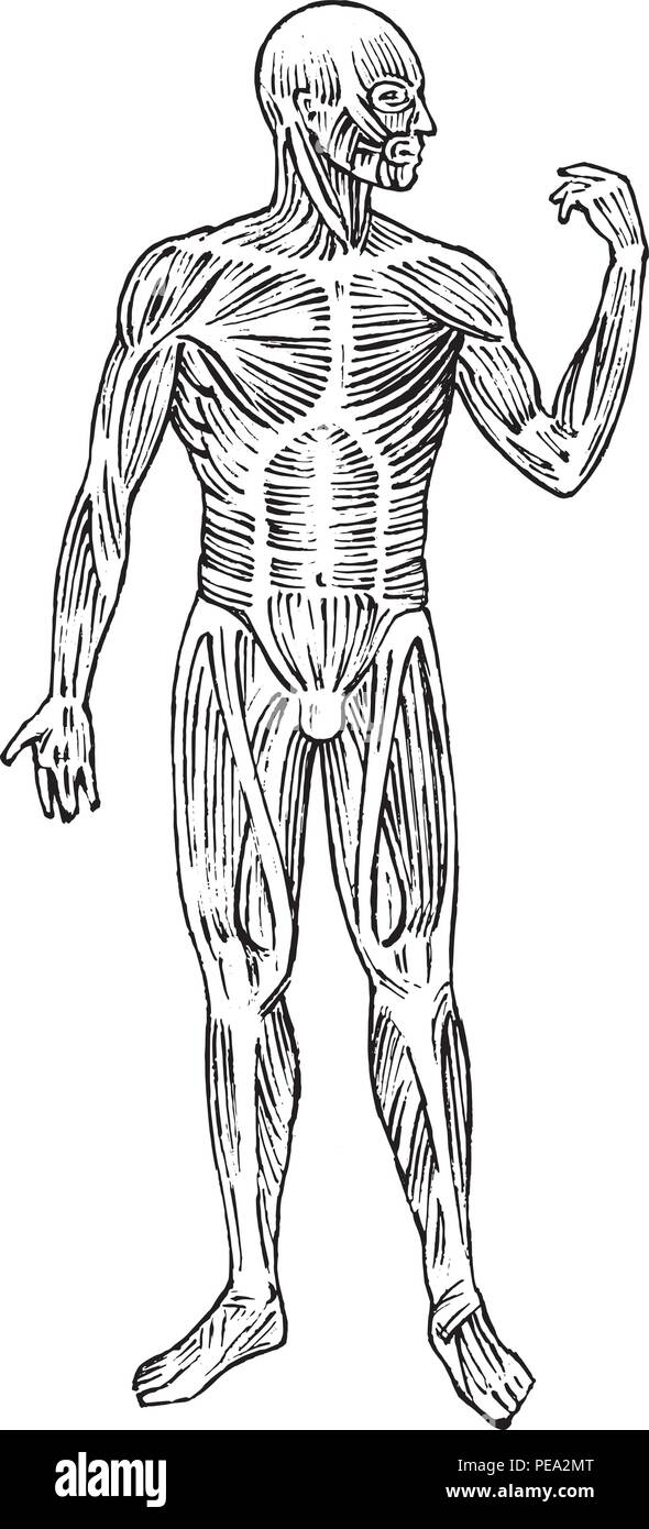 Musculos Sistema Muscular Anatomia Y Fisiologia Humana