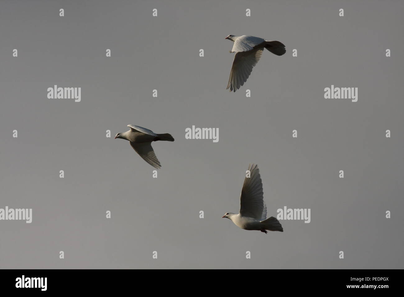 Palomas Blancas En Vuelo