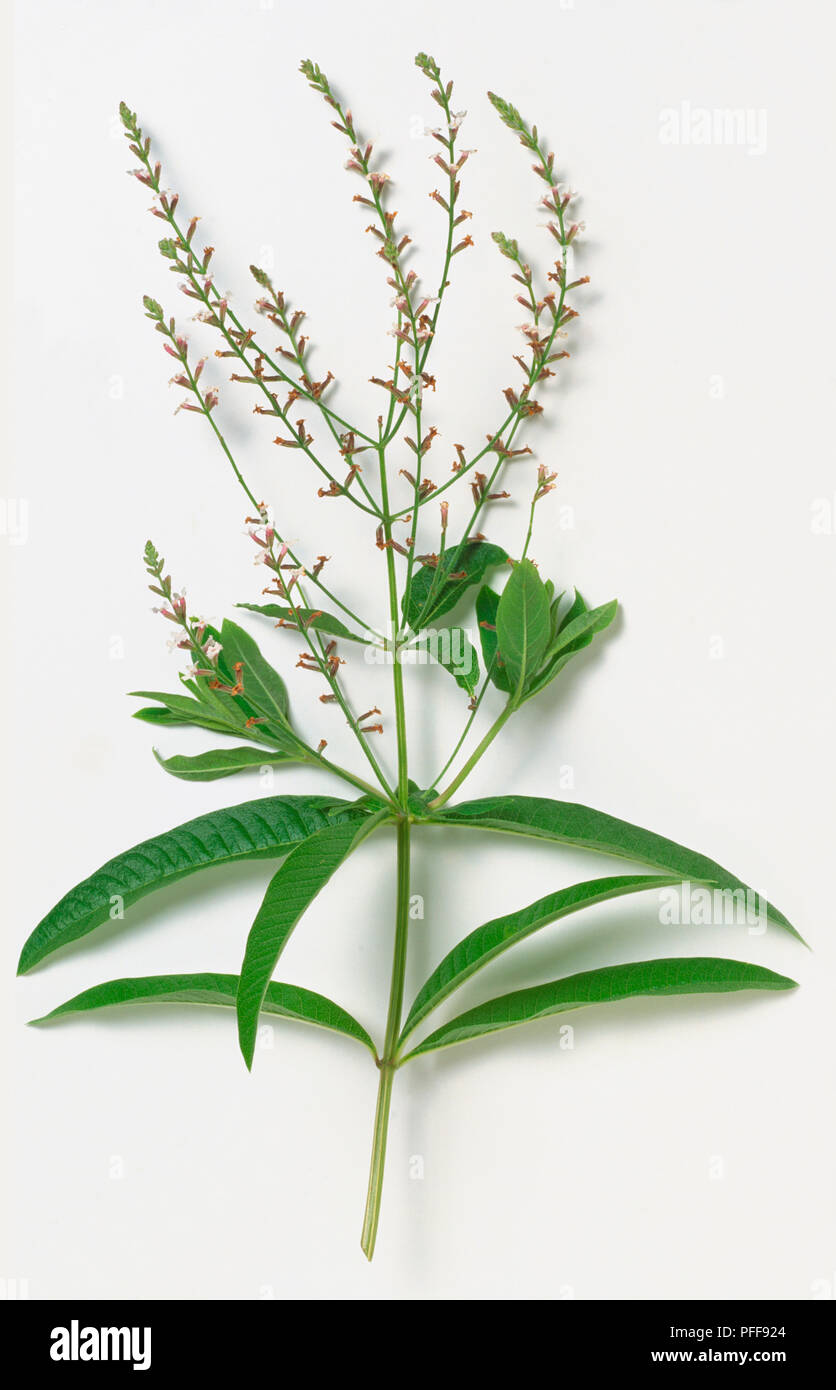 Dibujo De Hierba Luisa