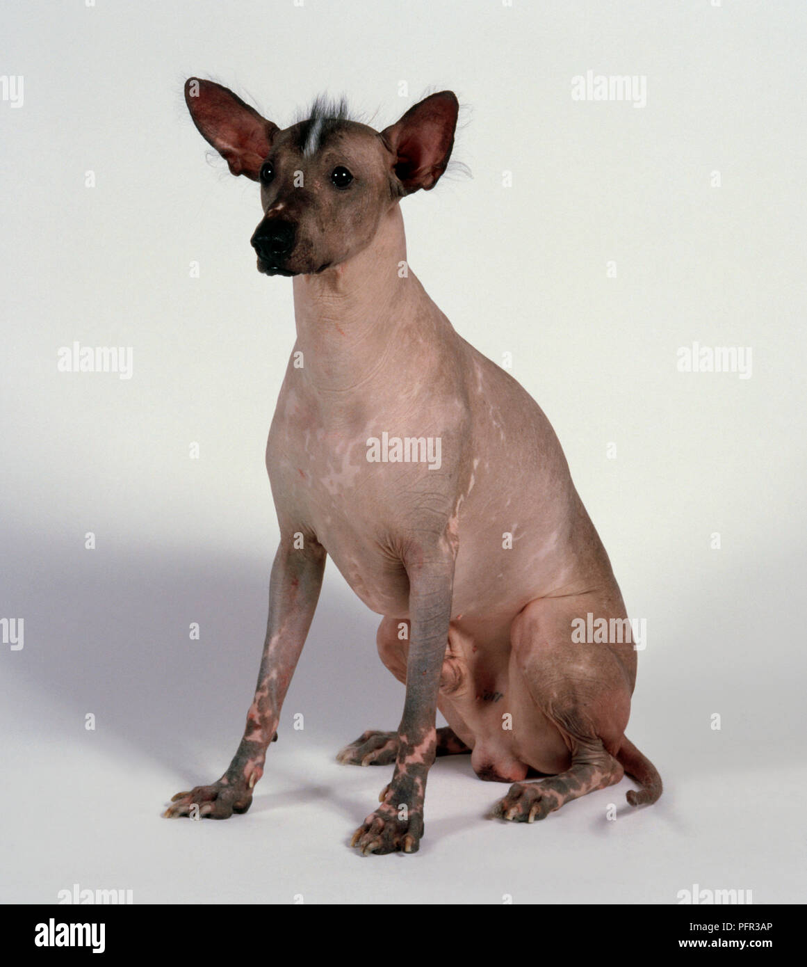 Arriba 99+ Foto Perro Sin Pelo Del Perú Raza El último