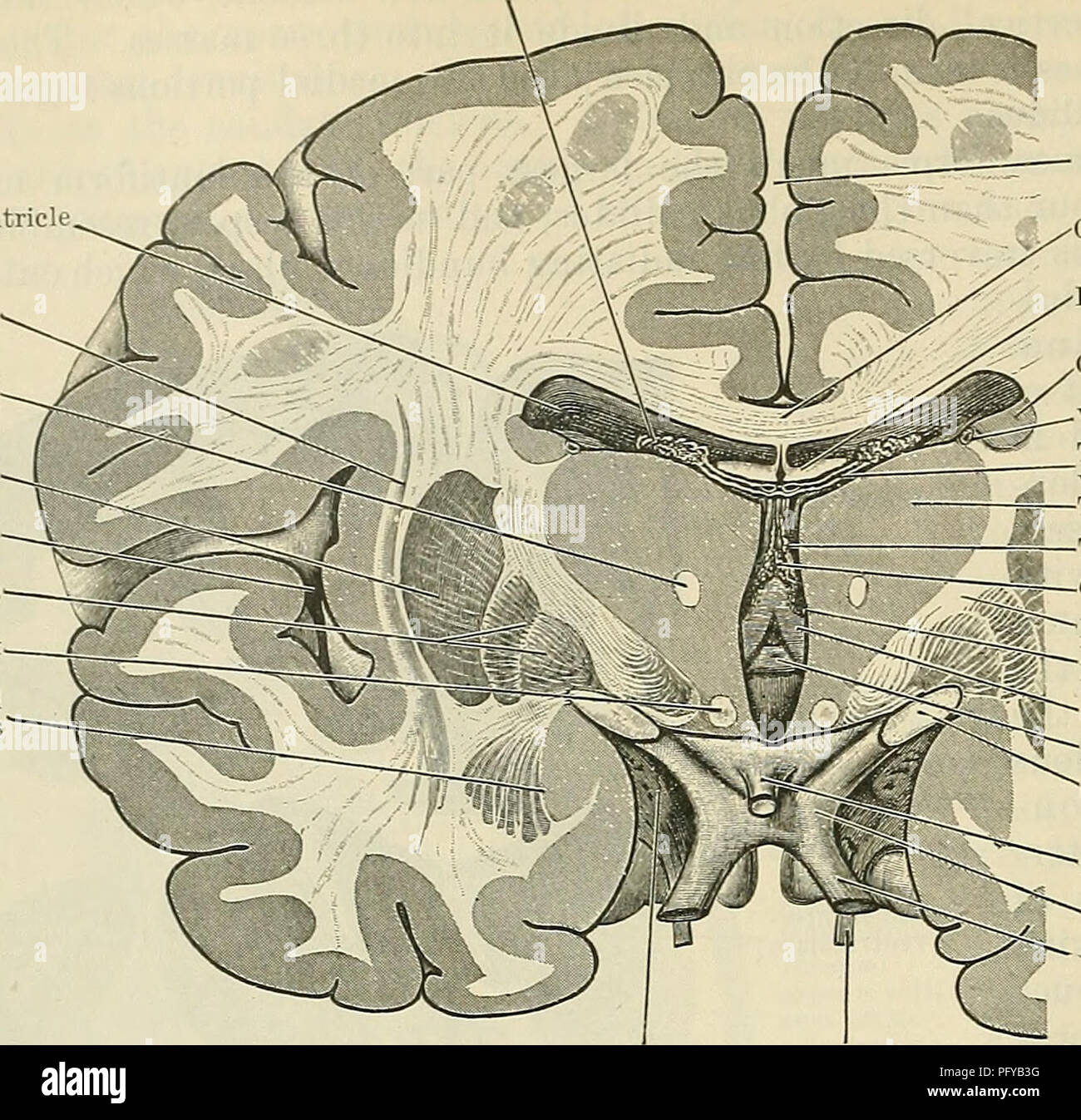 Vestibular Anterior Fornix