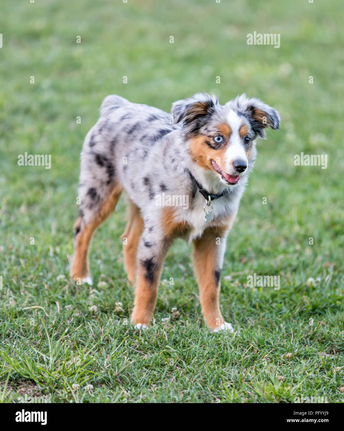 Son Mini Pastores Australianos Cariñosos