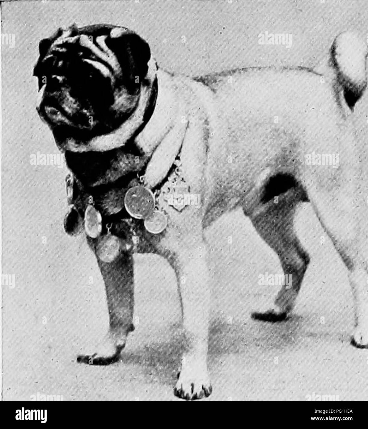 Todos Los Cachorros Tienen La Piel Floja