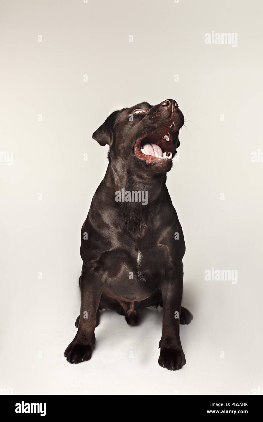 Los Perros Labradores Son Peligrosos