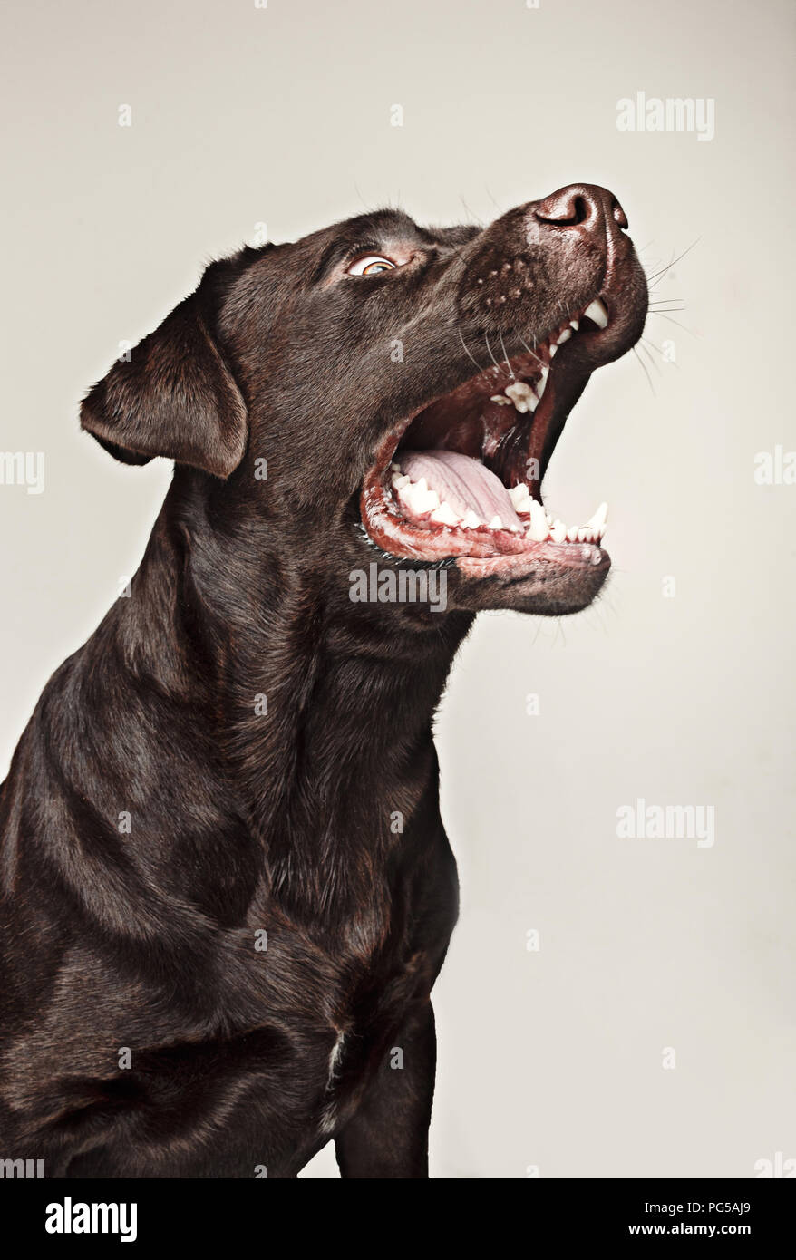 El Labrador Ladra Mucho