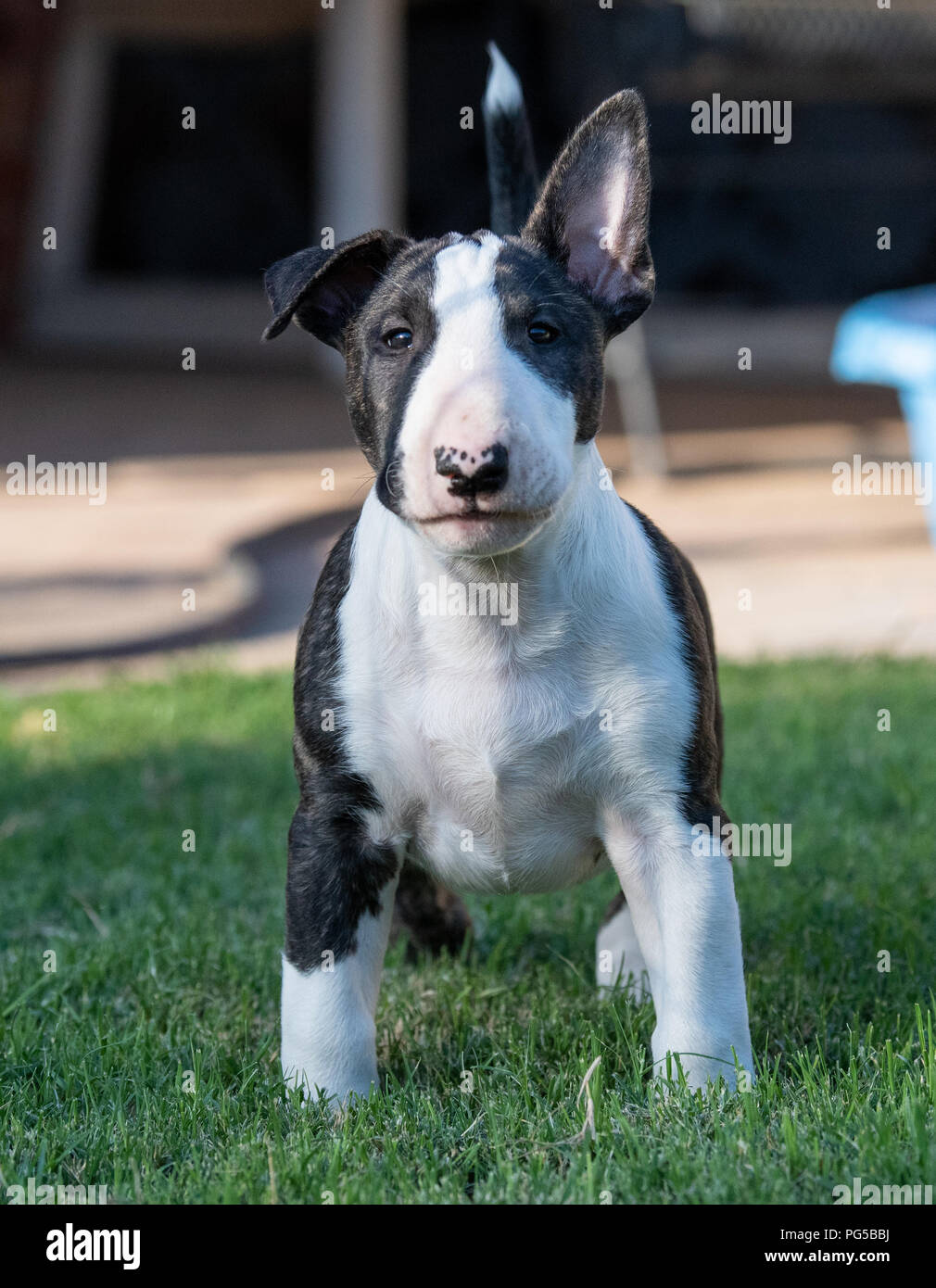Bull Terrier Ingles Con Registro