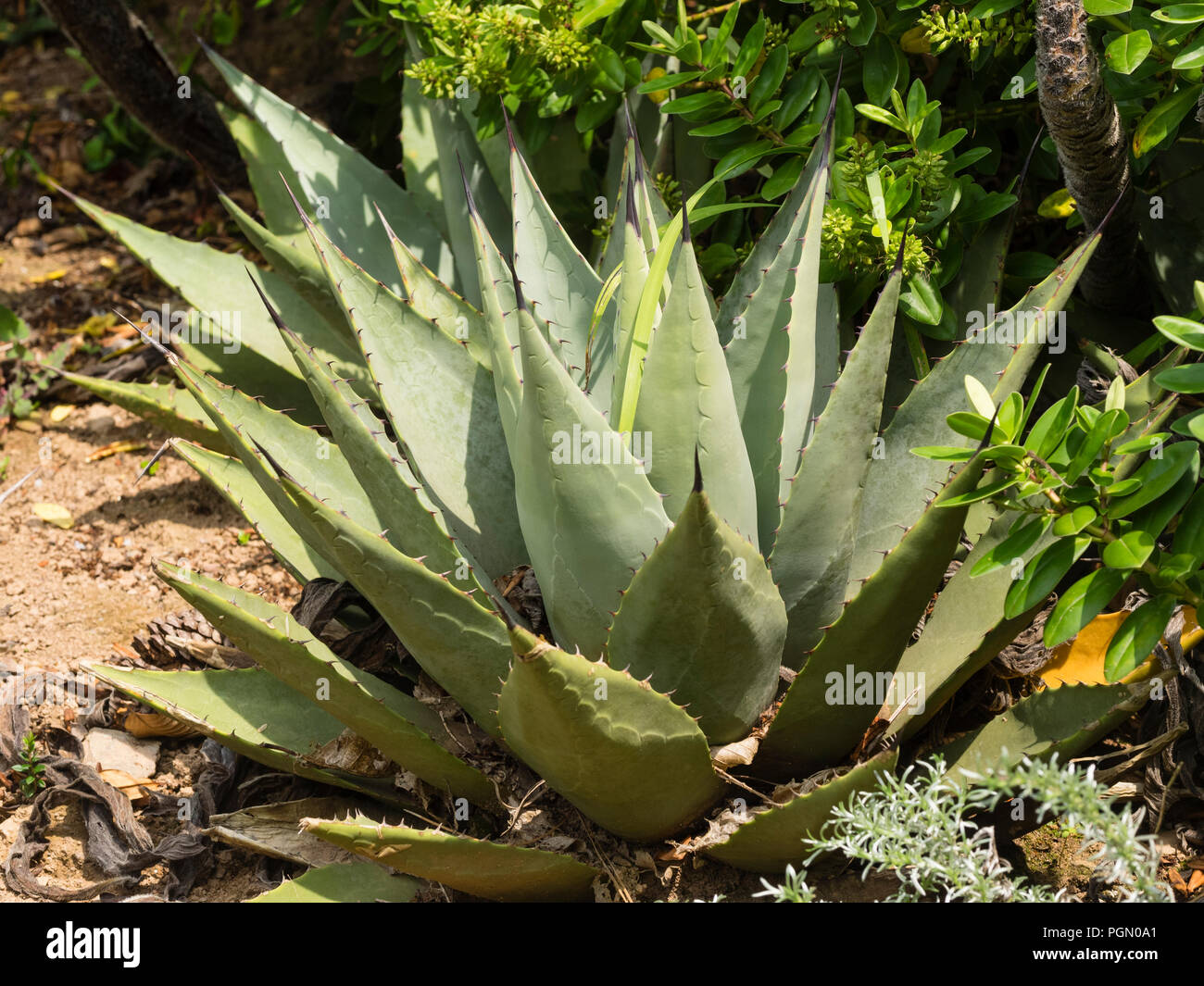 Agave Azul ¿Qué Es Y Para Que Se Utiliza? La Luna Mezcal, 59% OFF
