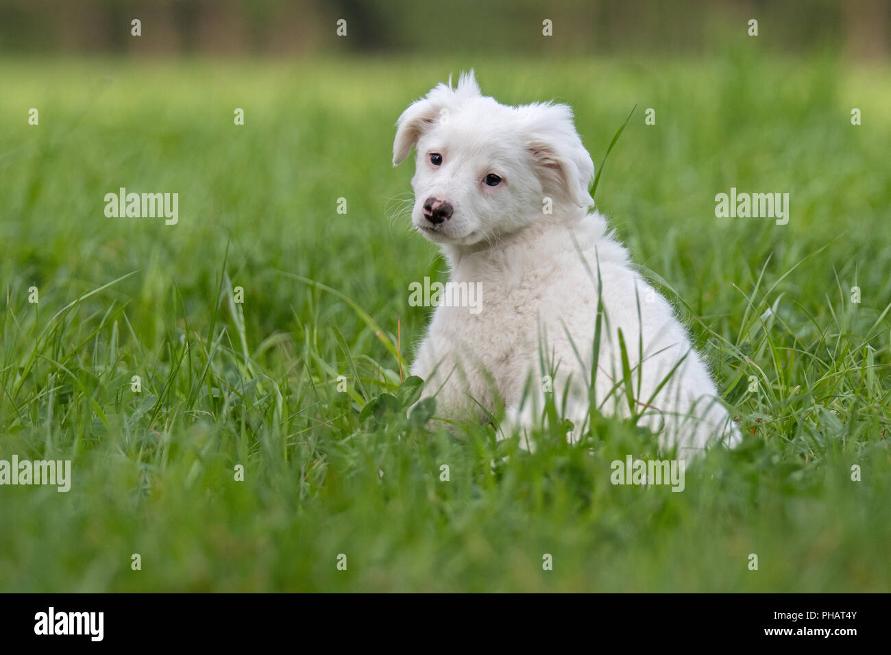 Se Puede Afeitar Una Mezcla De Labrador Border Collie