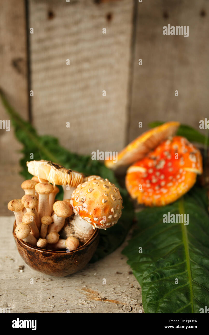 Psicotrópico Fotos e Imágenes de stock - Alamy