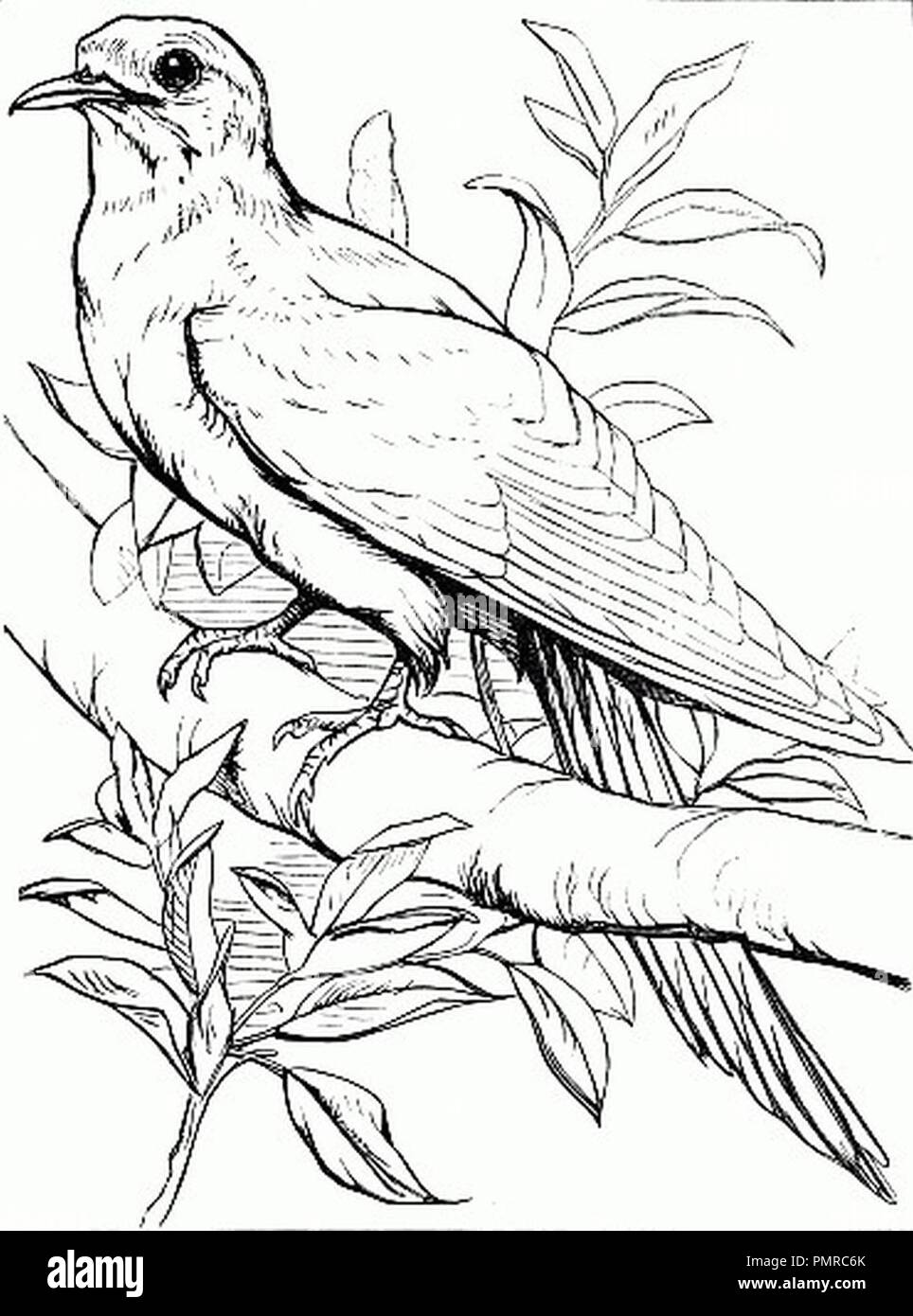 Aprender Acerca 66 Imagen Dibujos Pajaros Para Colore - vrogue.co Aprender Acerca 66 Imagen Dibujos Pajaros Para Colore - vrogue.co