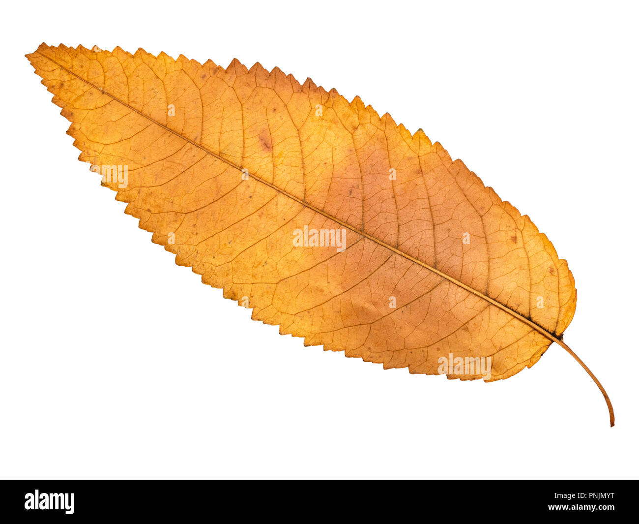 Hojas Secas En El árbol