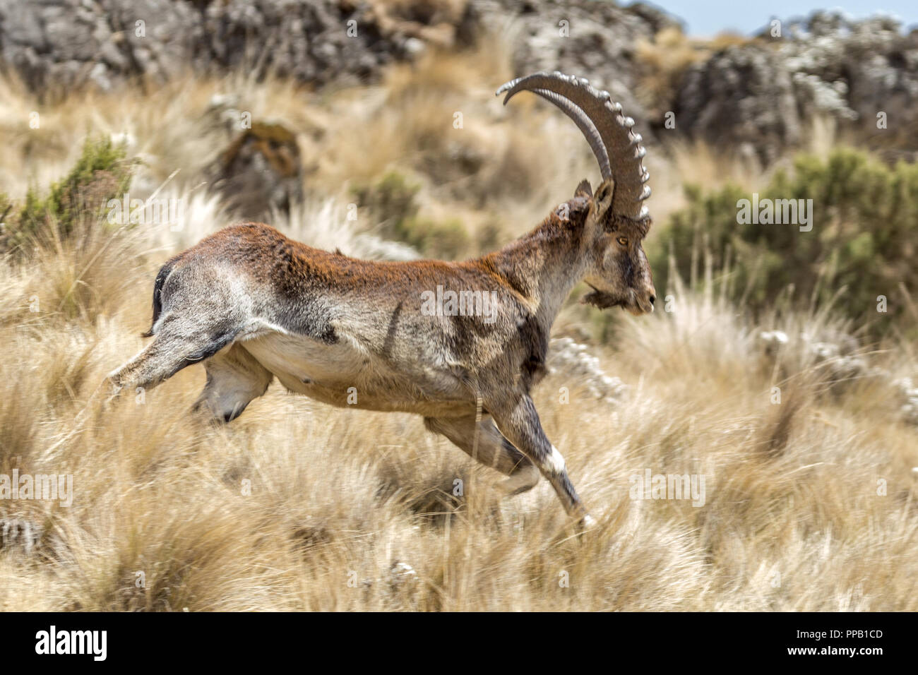 Walia Ibex aka macho Abisino ibex (Capra walie) corriendo ladera abajo ...