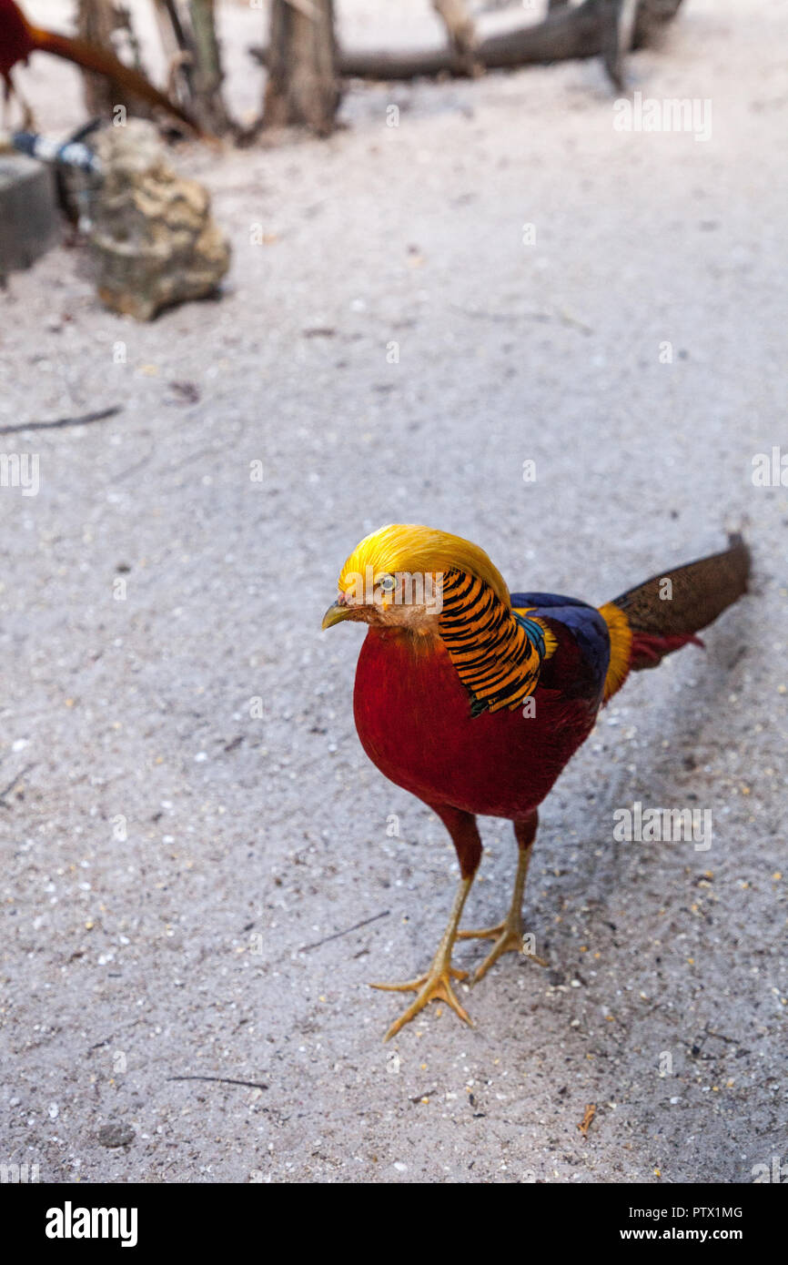 Faisán Dorado macho también llamado el faisán chino o chrysolophus ...