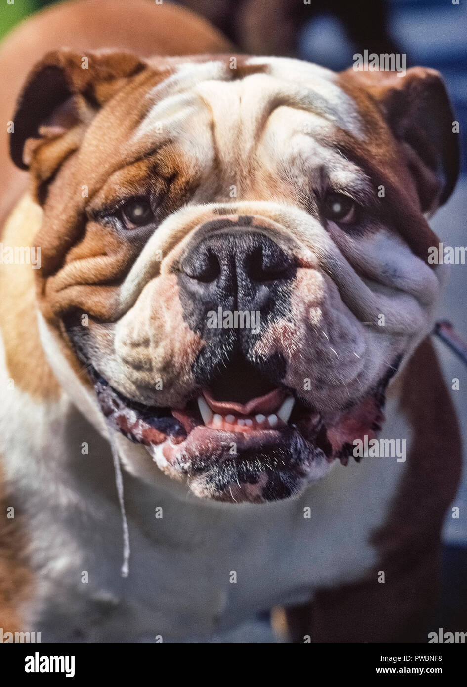 Que Significa Babeo De Perro