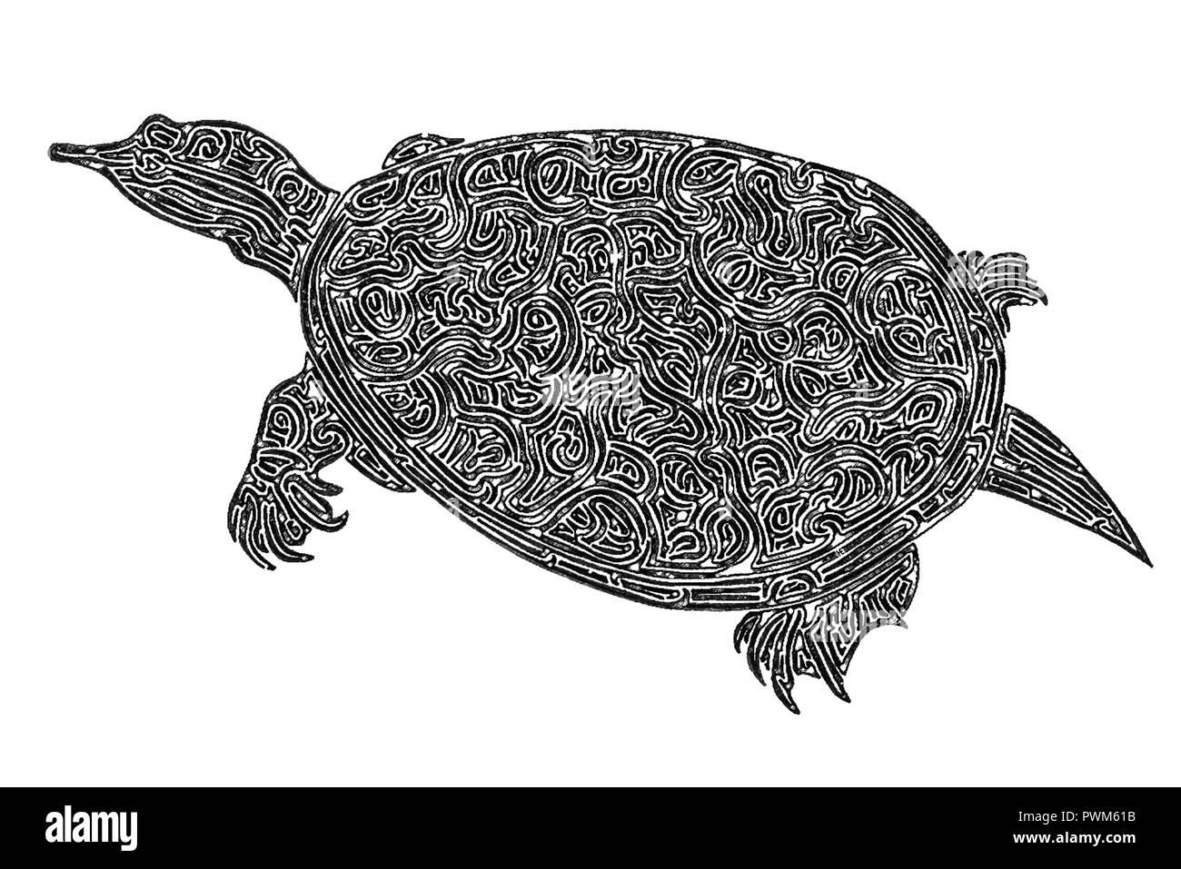 Dibujodecaparazondetortuga